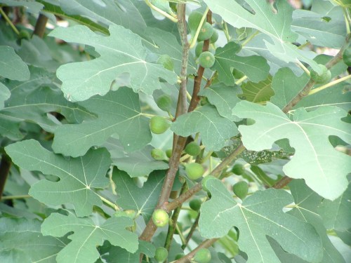 My Fig Tree in Winter – Cynthia Reyes